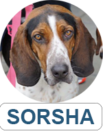 Sorsha - Hands Hearts & Paws